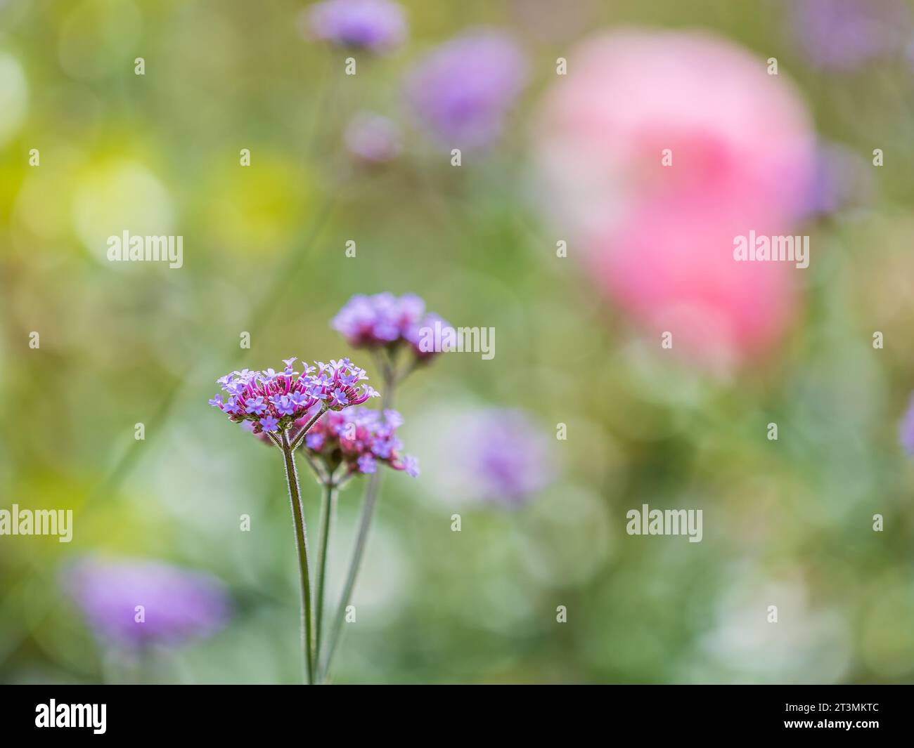 Verbena bonariensis flowers, Argentinian Vervain or Purpletop Vervain ...