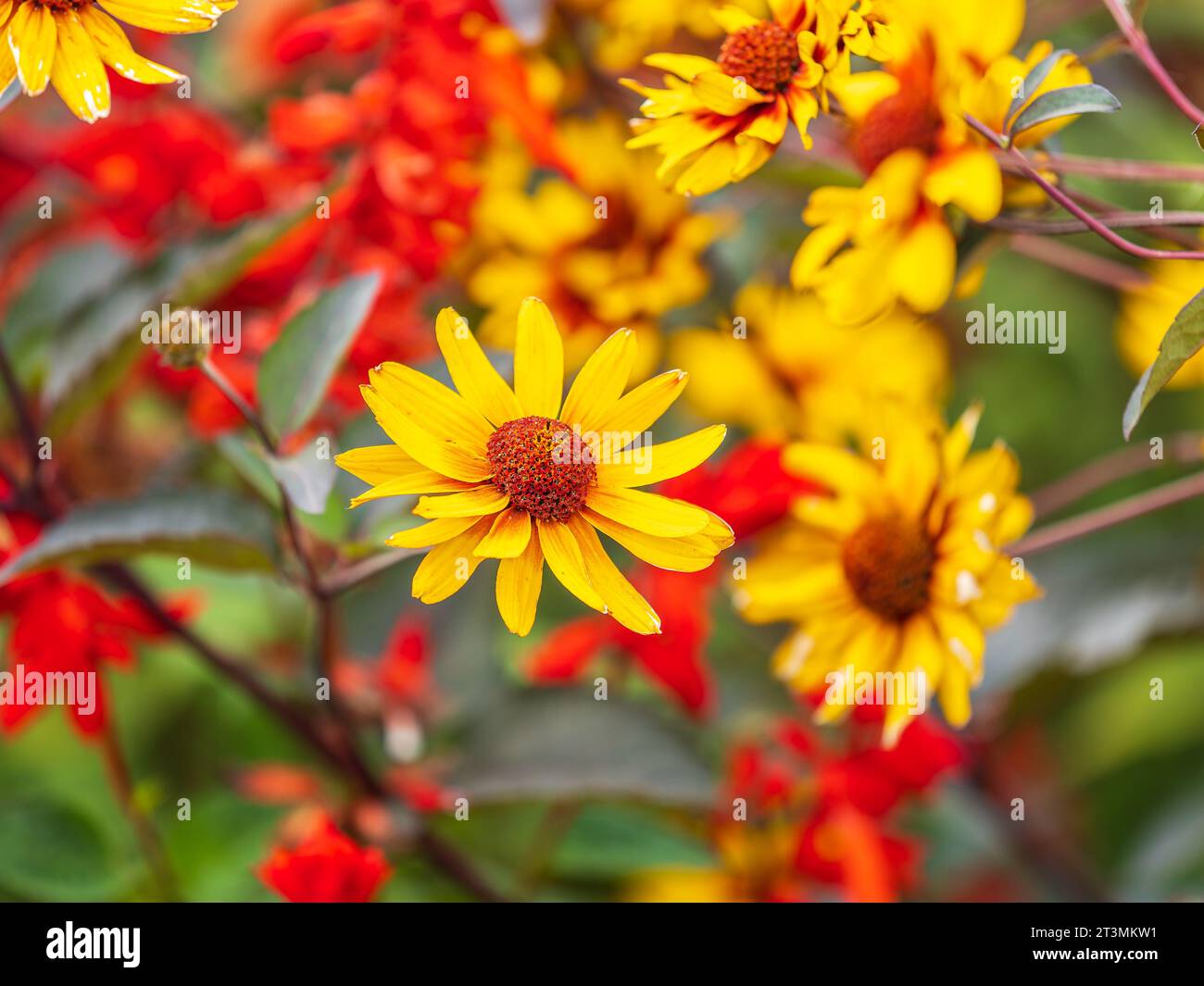 Heliopsis helianthoides flower Fake sun flower. Heliopsis helianthoides ...