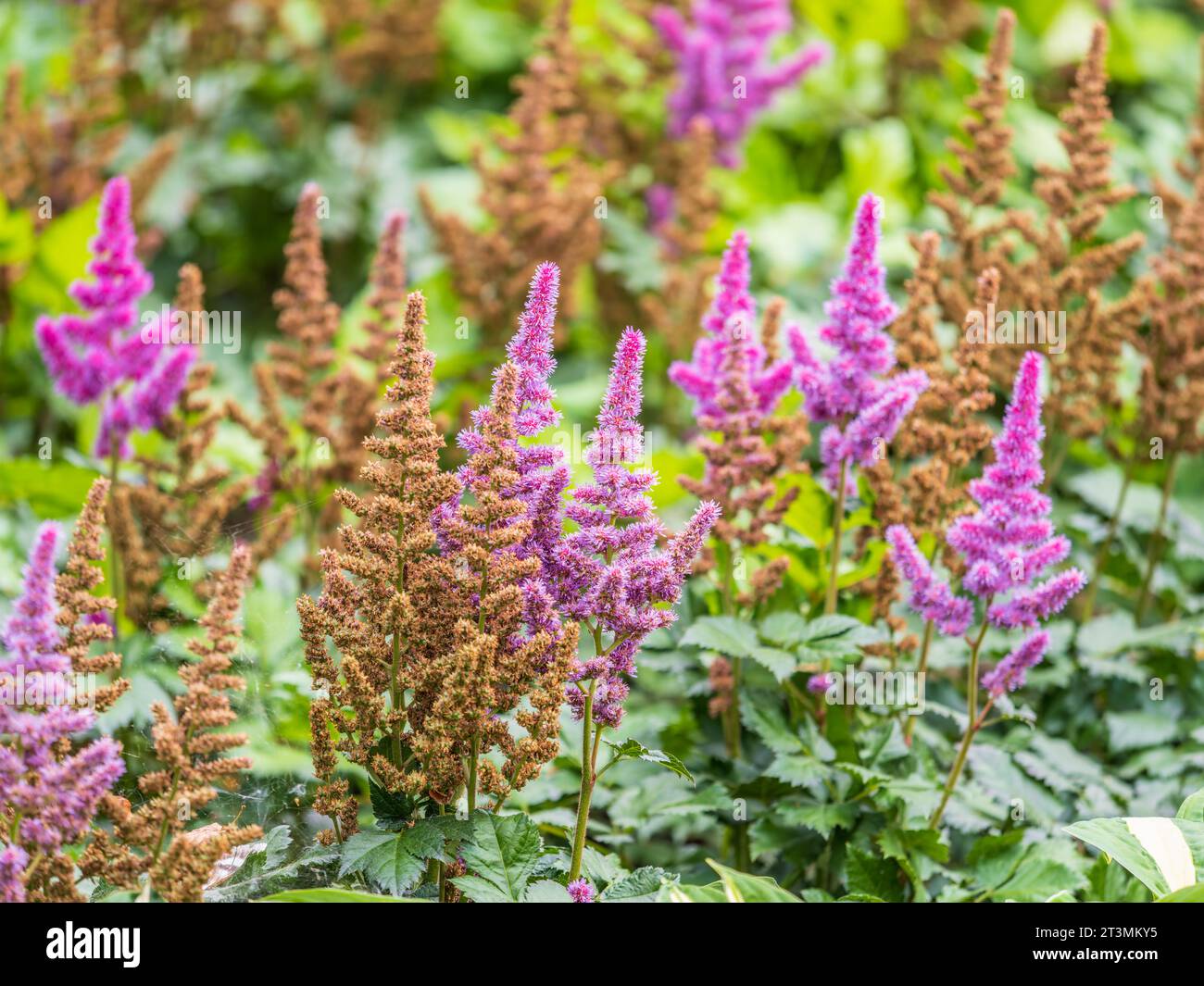 Chinese astilbe, Astilbe chinensis pumila, pink flowers in garden. It ...