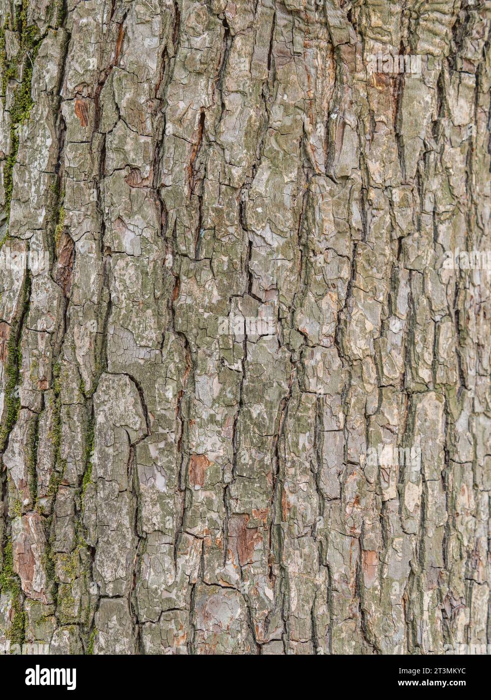 Texture of the bark of an old apple tree, background. Detailed bark ...