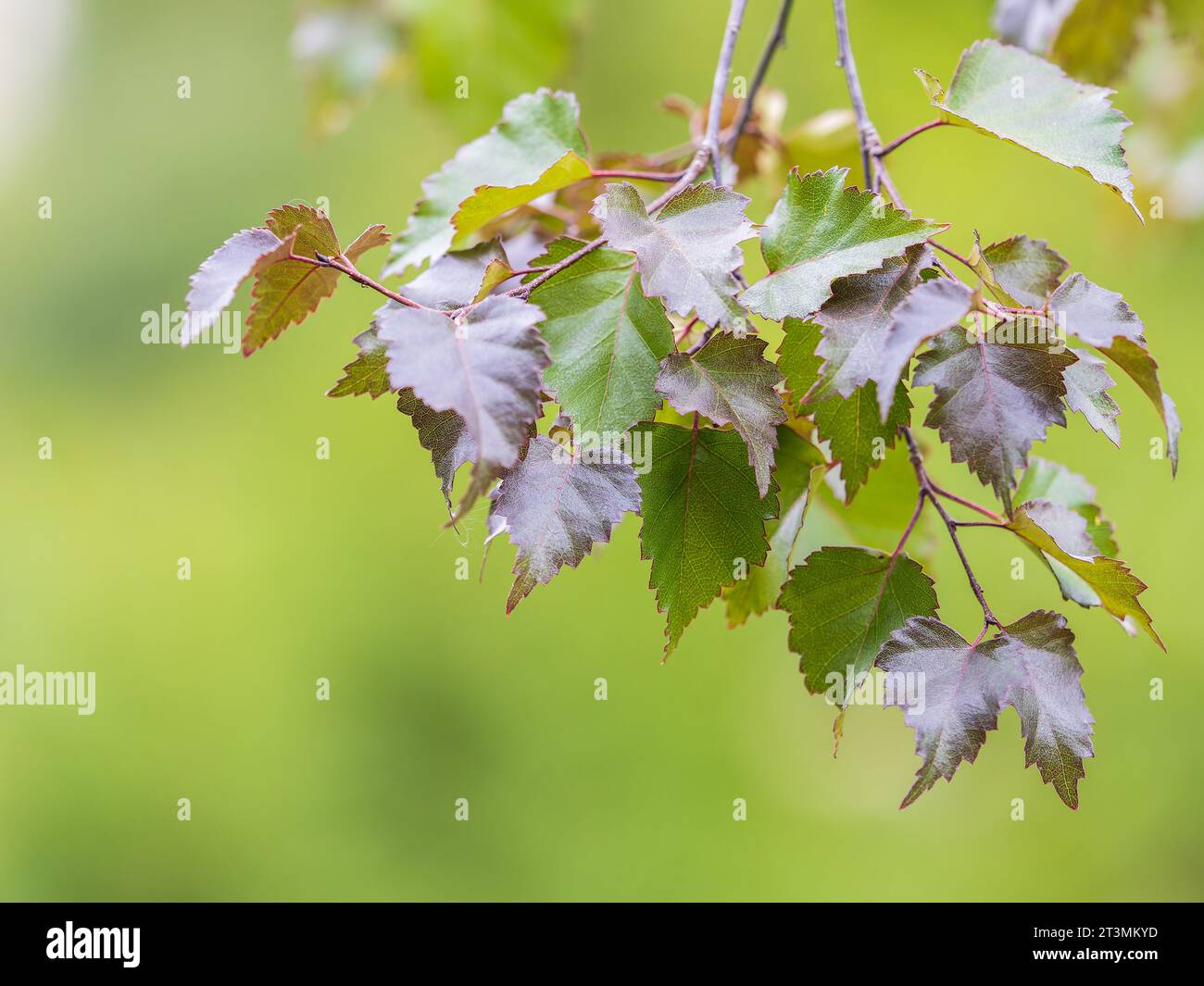 Branch of birch tree, Betula pendula, silver birch, warty birch ...
