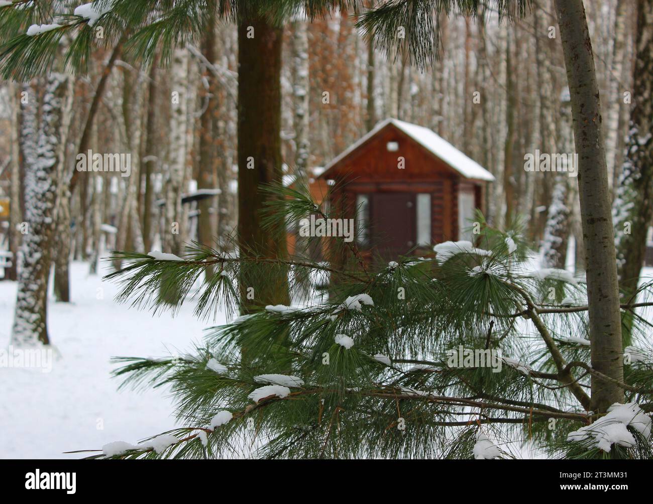 Green spruce needles covered with snow and log cabin soft focus on a ...