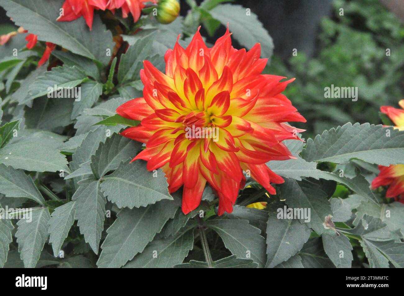 Dahlia roots hi-res stock photography and images - Alamy