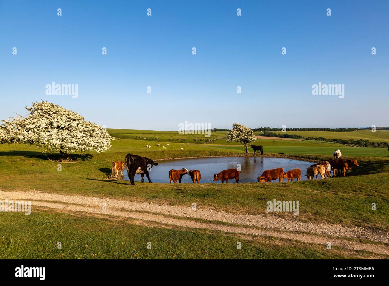 Cows gathered around a dew pond on Ditchling Beacon in Sussex, with ...