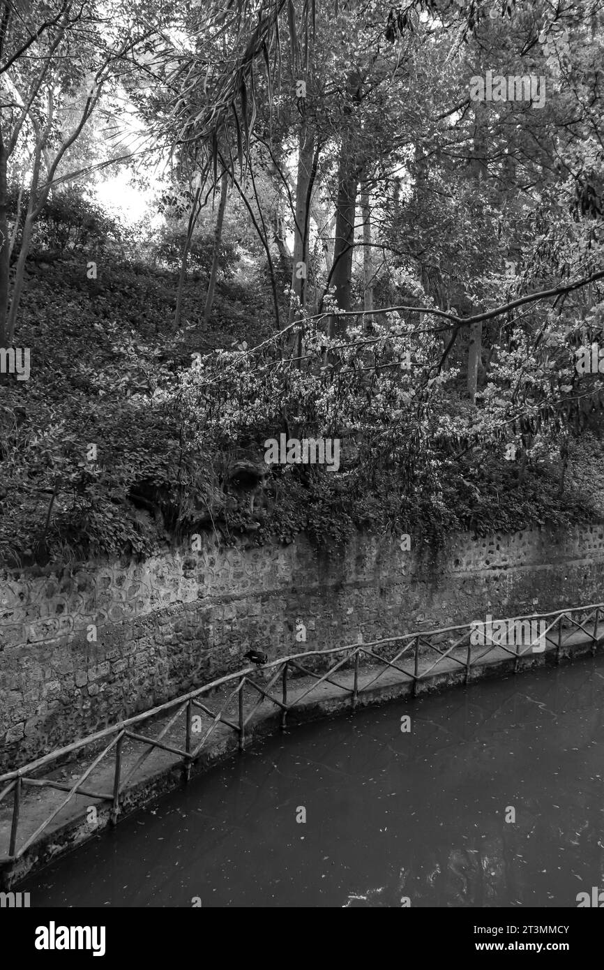 Cercis genus purple flowers blossoming above the river of Rodini Park ...