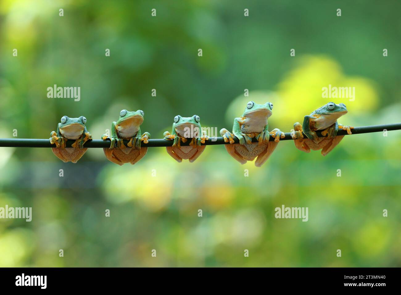 Five Frogs hanging about INDONESIA THESE HILARIOUS images show flying ...
