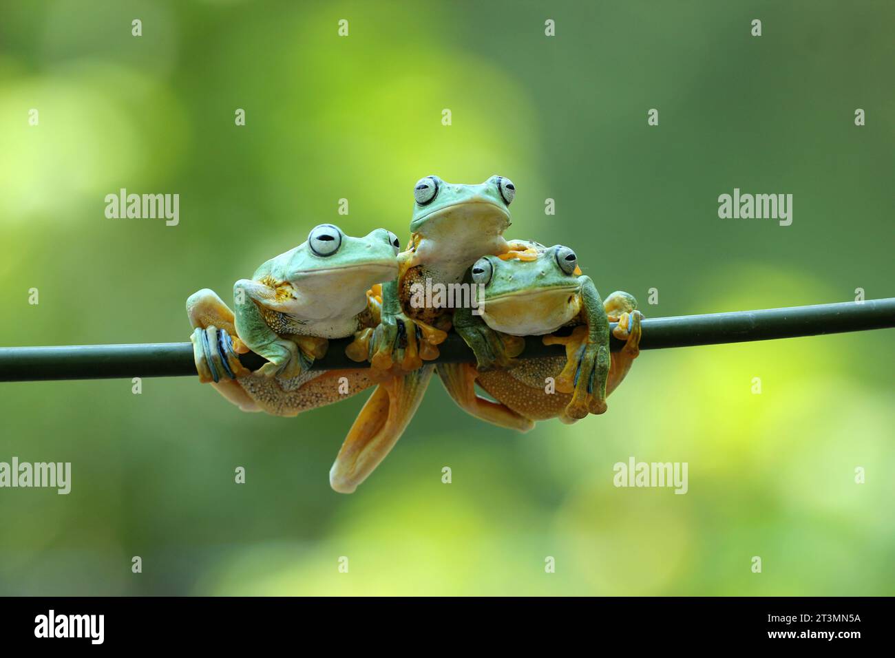 Frogs huddled together INDONESIA THESE HILARIOUS images show flying ...
