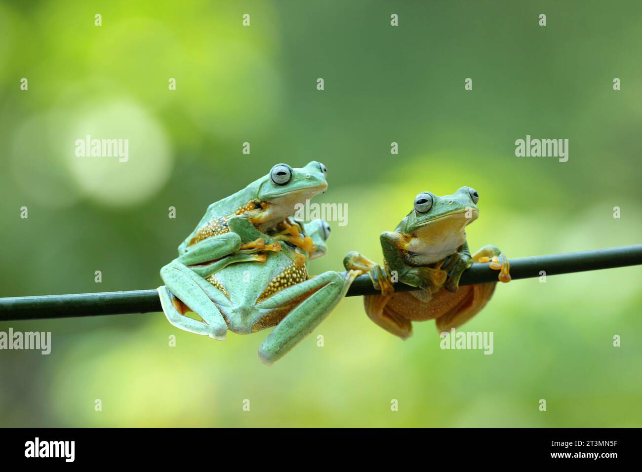 Frogs on top of eachother INDONESIA THESE HILARIOUS images show flying ...