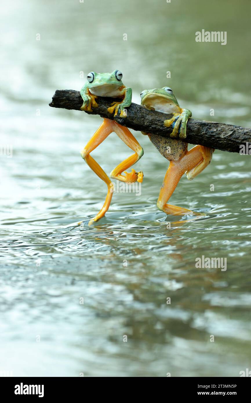 Frog trying to climb a branch INDONESIA THESE HILARIOUS images show ...