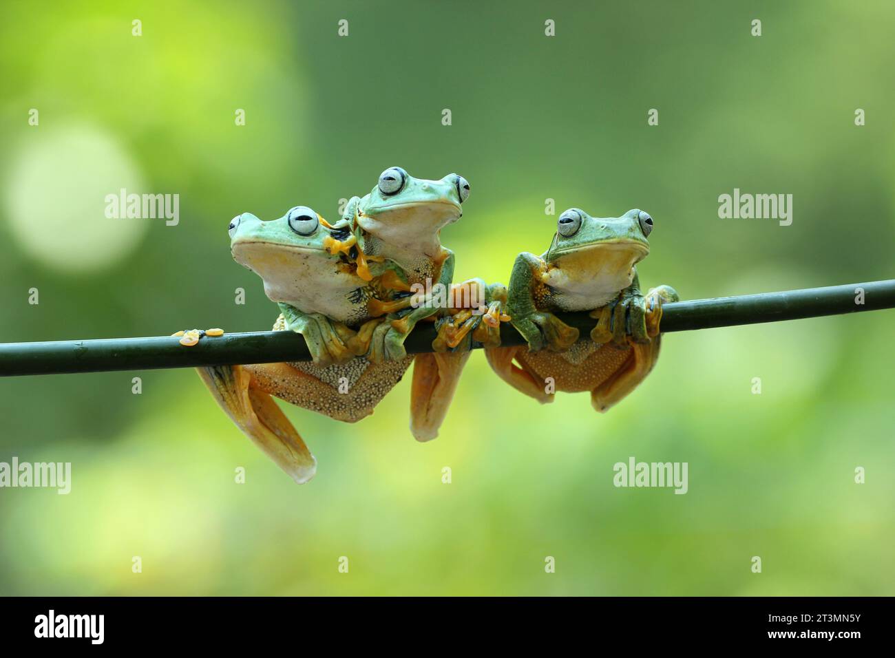 Frog using the other as a lookout post INDONESIA THESE HILARIOUS images ...