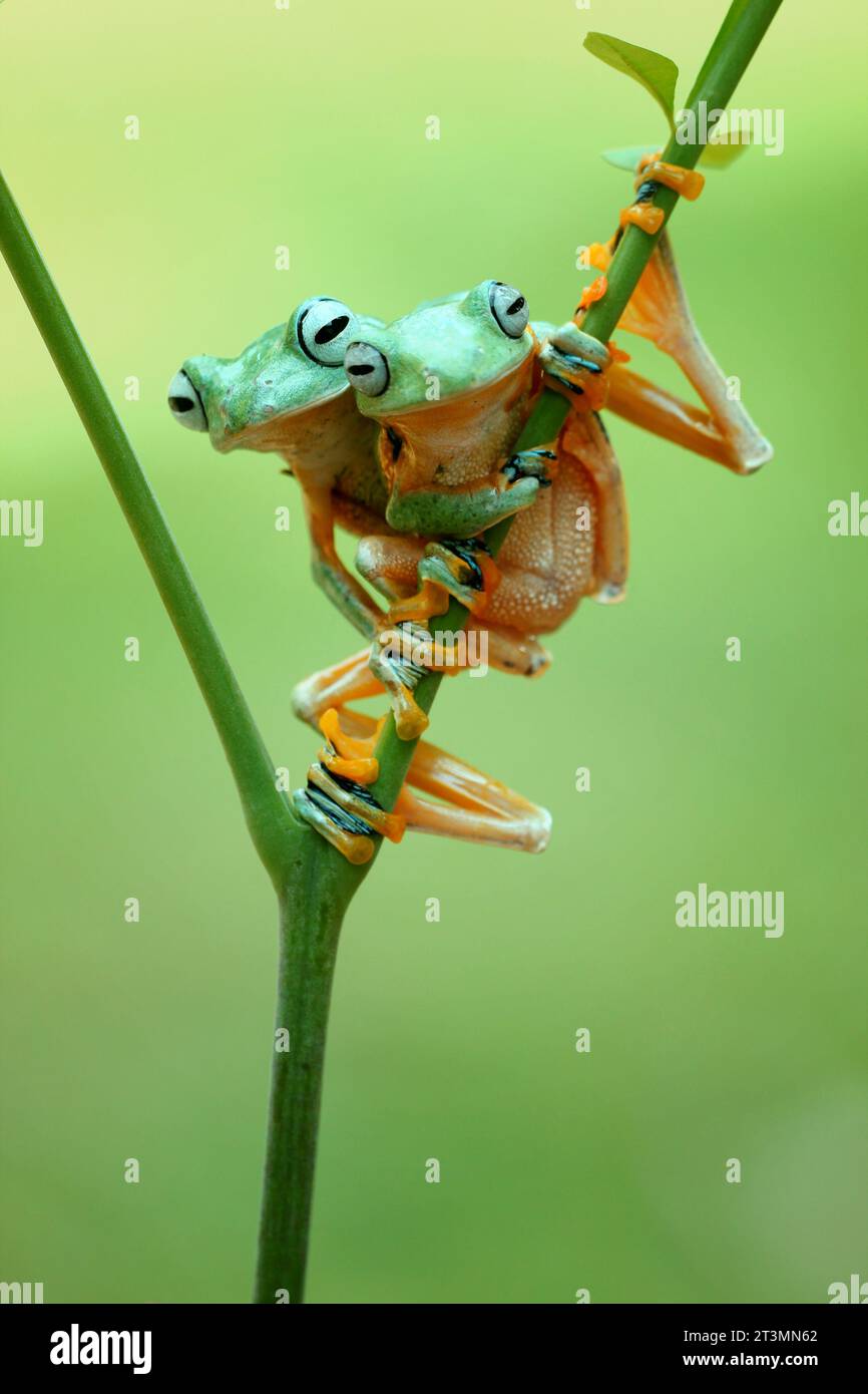Flying frogs on a branch INDONESIA THESE HILARIOUS images show flying ...