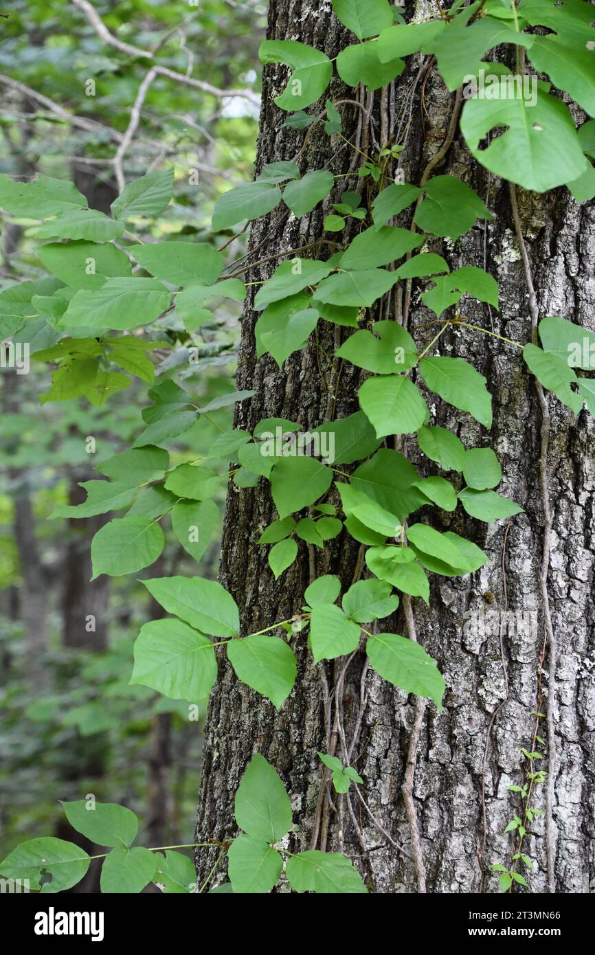 Thick foliage of poison ivy climbing up a tree in the summer Stock ...