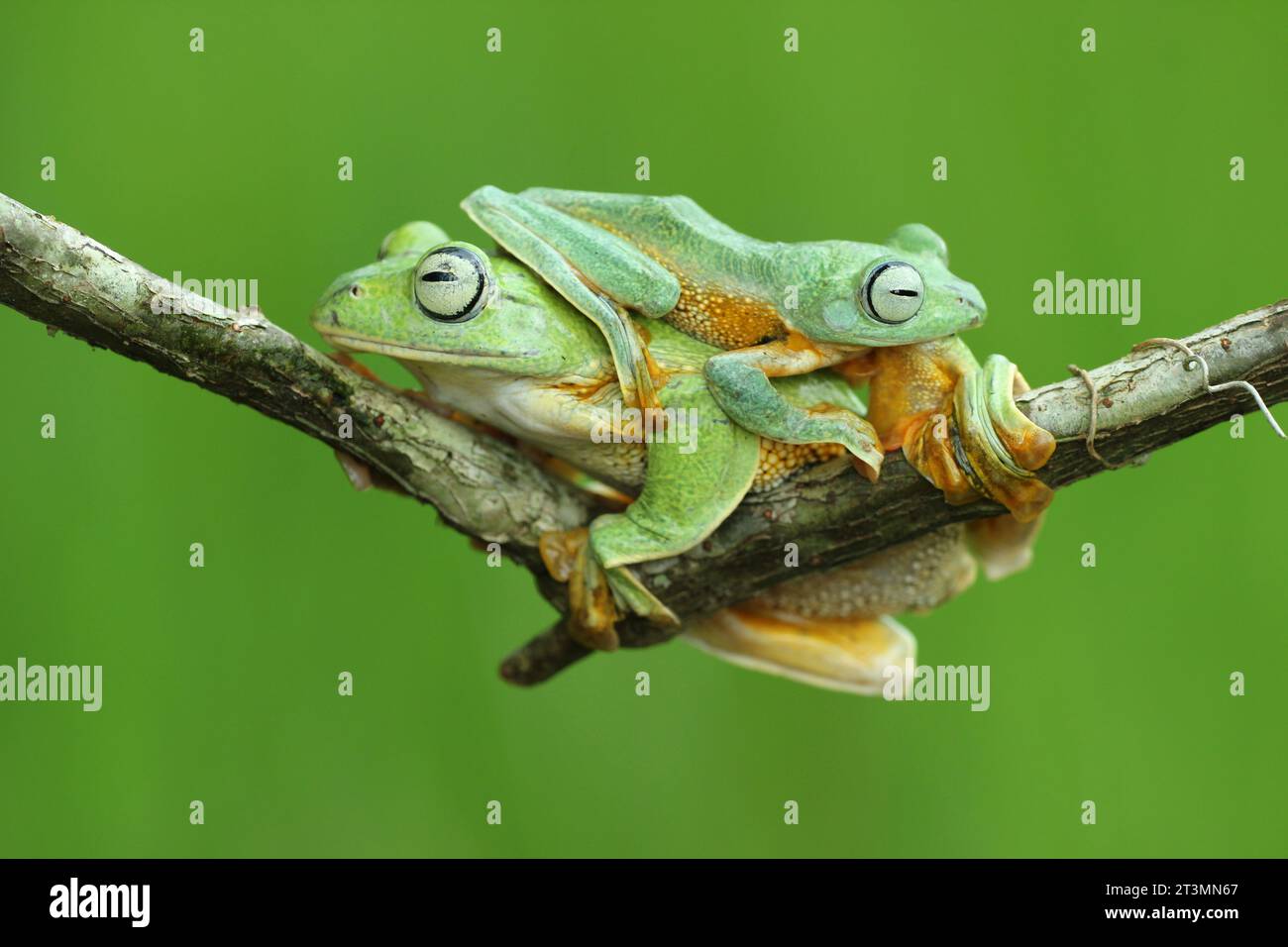 Flying fogs relaxing on top of each other INDONESIA THESE HILARIOUS ...