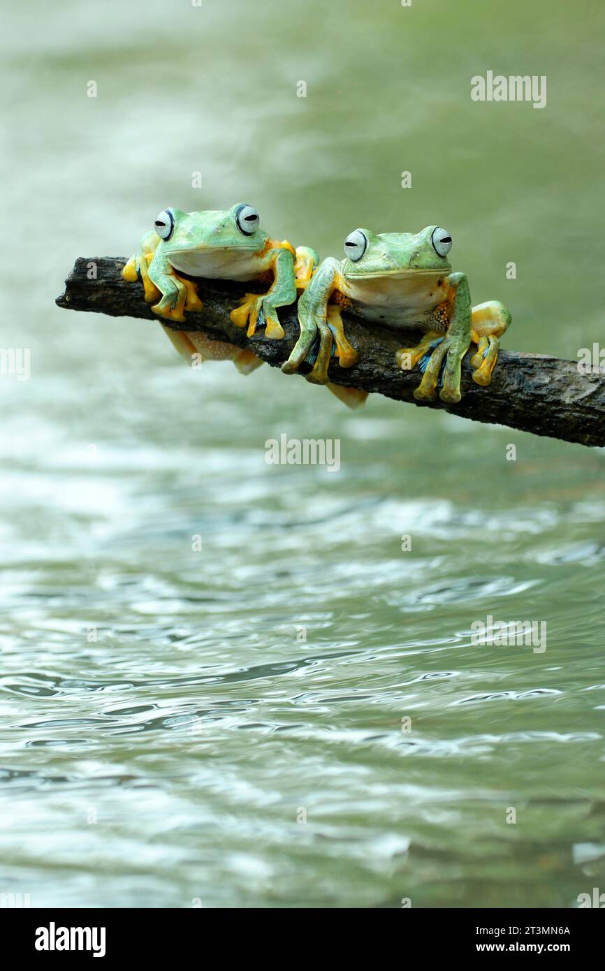 Flying frogs hanging out on a tree branch INDONESIA THESE HILARIOUS ...