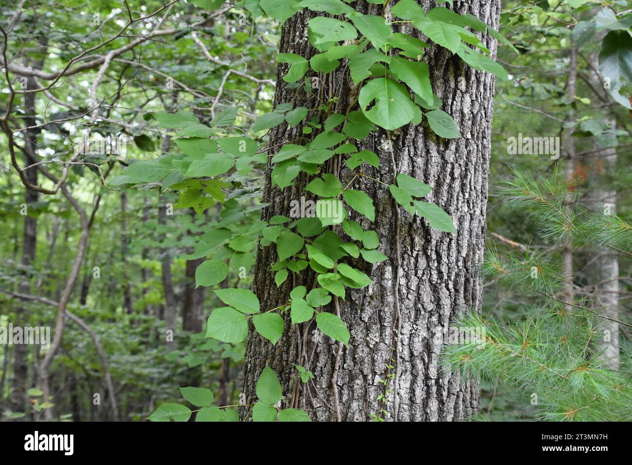 Foliage with a creeping poison ivy vine climbing up a tree trunk Stock ...