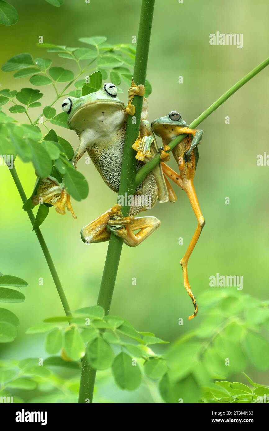 Baby flying frog trying to climb a branch INDONESIA THESE HILARIOUS ...