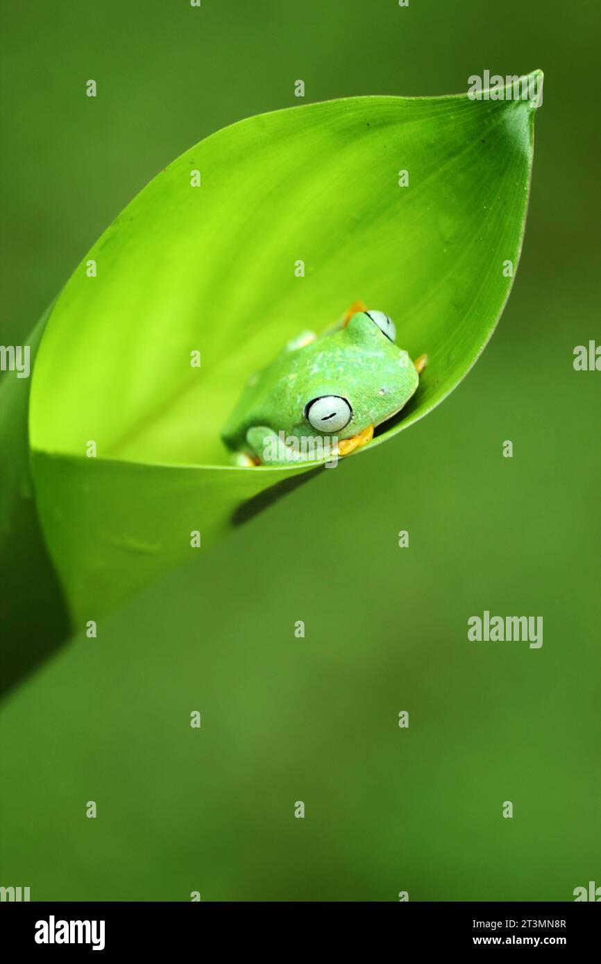 Little flying frog nestled in a leaf INDONESIA THESE HILARIOUS images ...