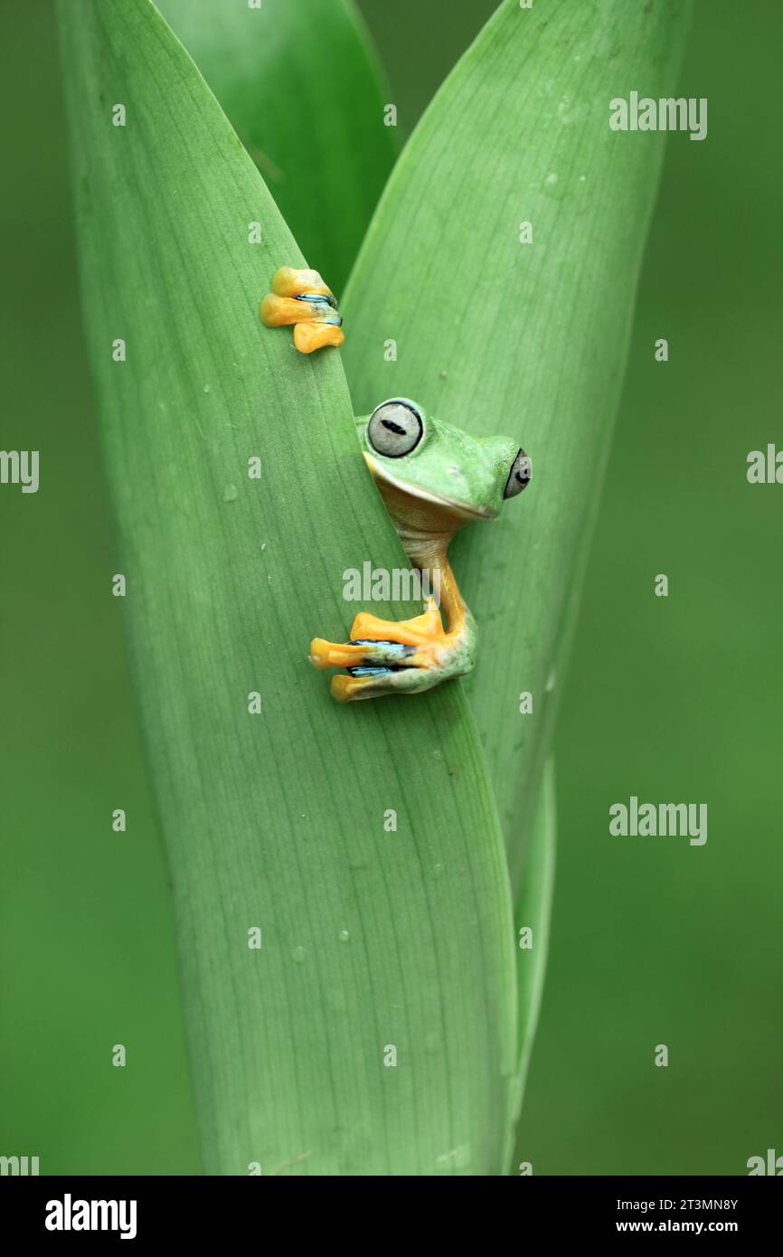 Flying frog peeks through a leaf INDONESIA THESE HILARIOUS images show ...