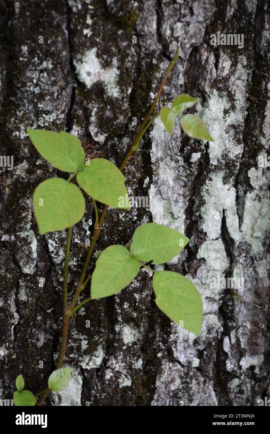 Allergic poison ivy vine creeping up the trunk of a tree Stock Photo ...