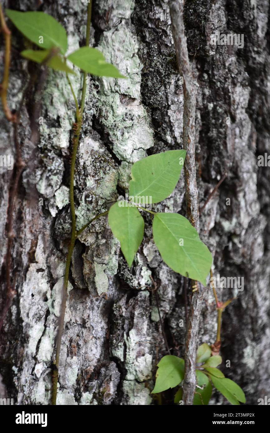 Creeping and climbing poison ivy vine going up a tree Stock Photo - Alamy