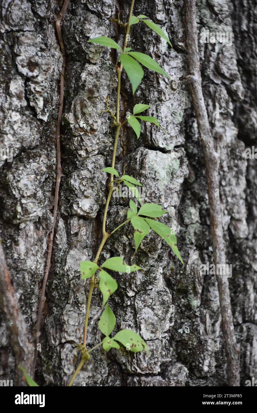 Vine of poison ivy climbing up the trunk of a tree Stock Photo - Alamy