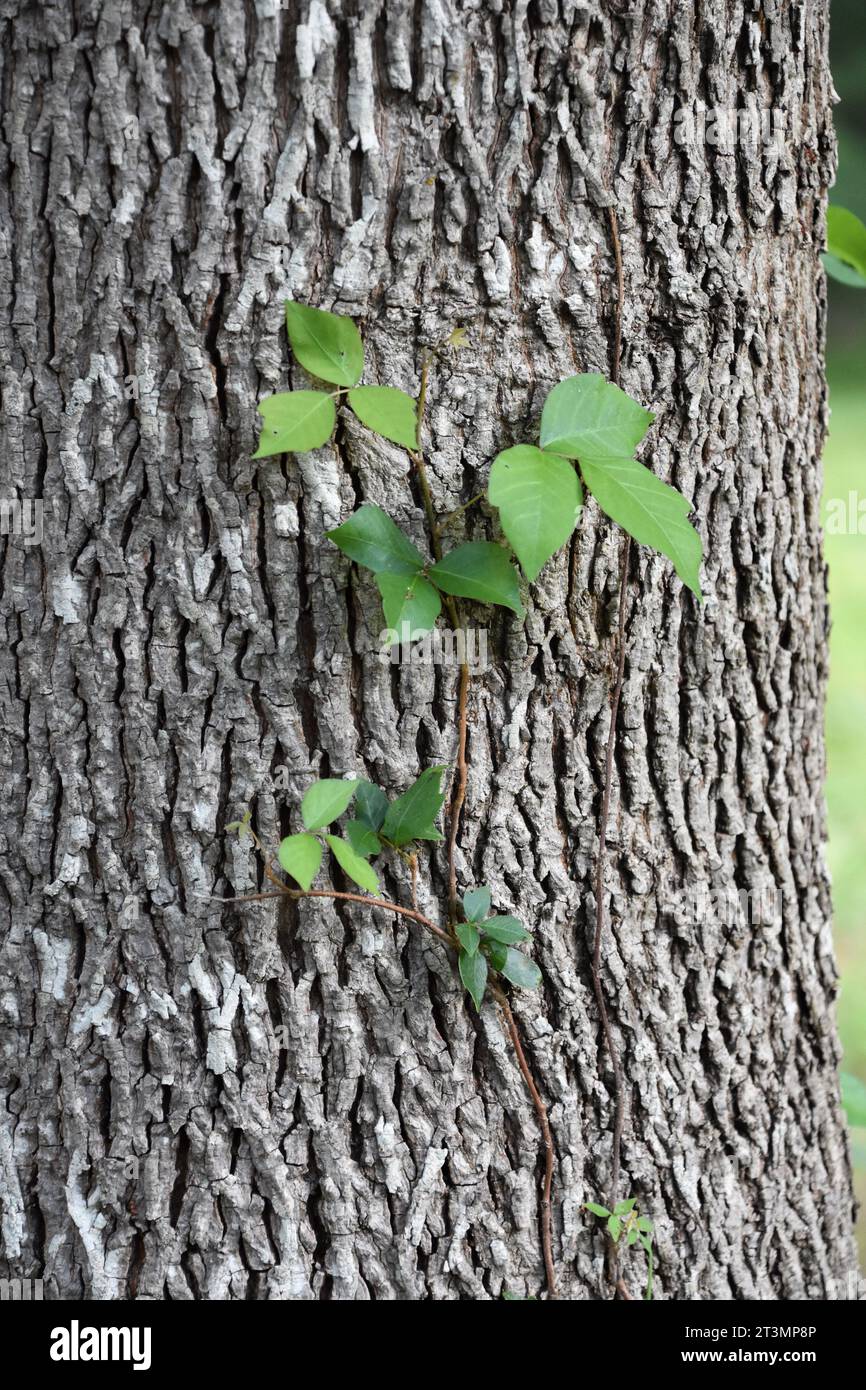Toxic poison ivy growing up a tree in leaves of three Stock Photo - Alamy