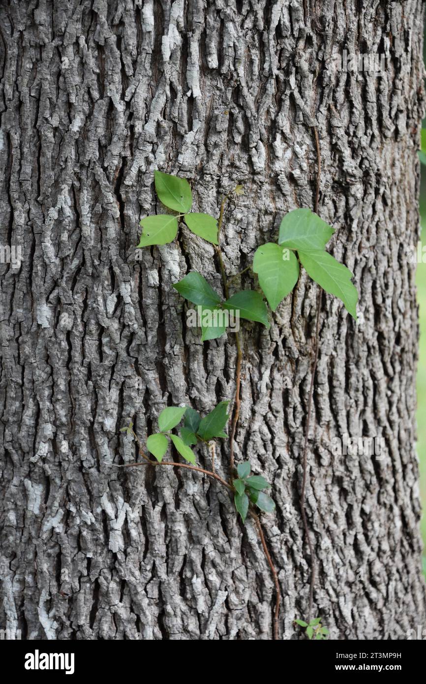 Woodland poison ivy vine hi-res stock photography and images - Alamy