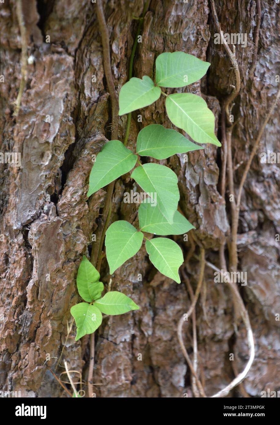 Toxic poison ivy growing up the bark of a tree Stock Photo - Alamy