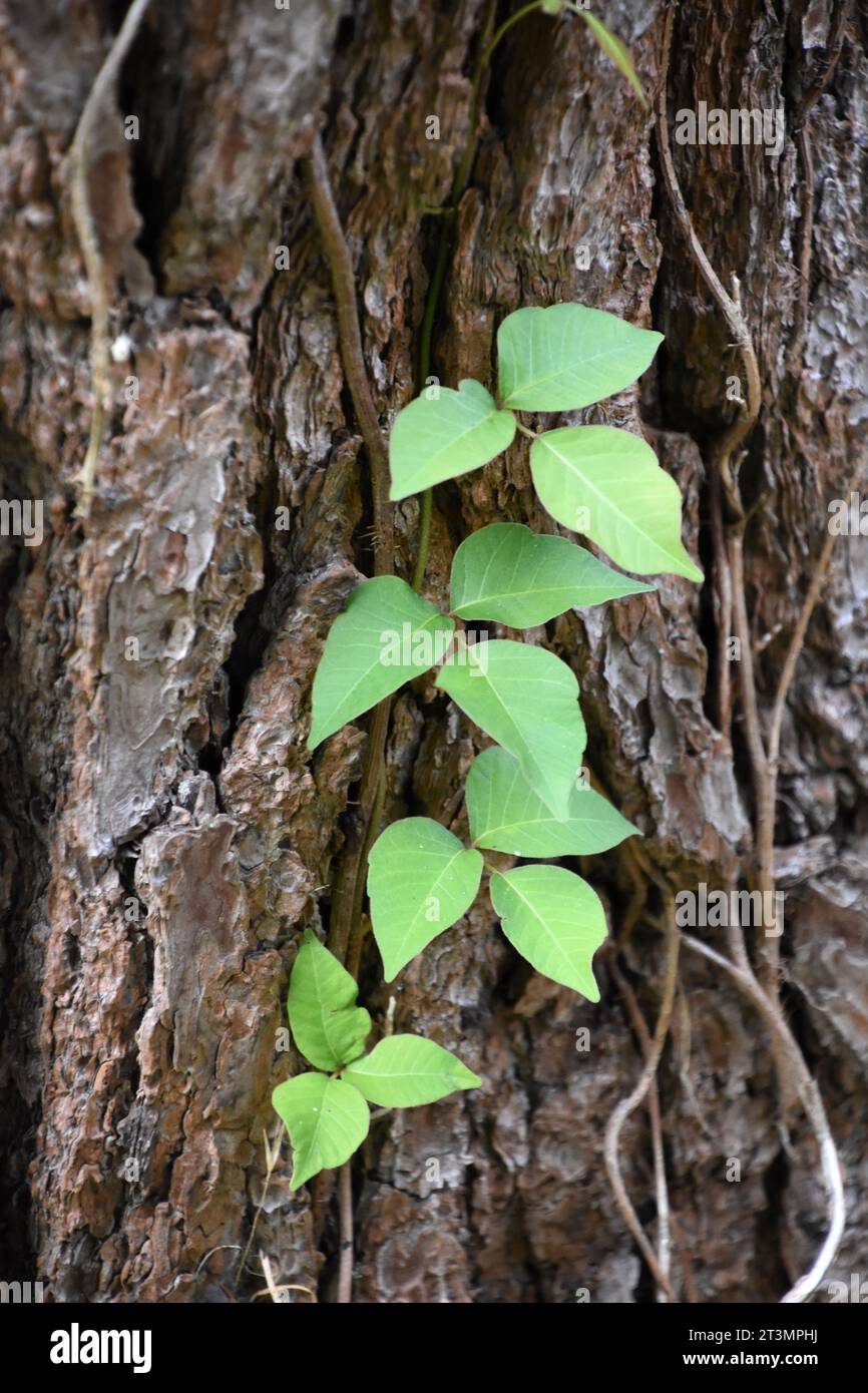 Poison ivy vine climbing up the bark of a tree trunk Stock Photo - Alamy