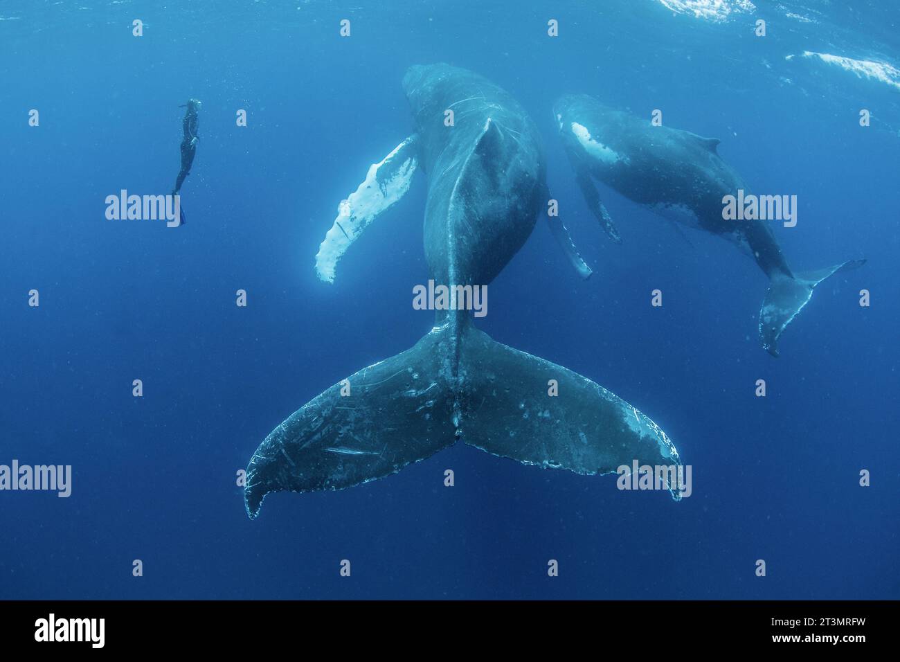 Two humpback whales with Erez SOUTH PACIFIC OCEAN THIS DIVER was ...