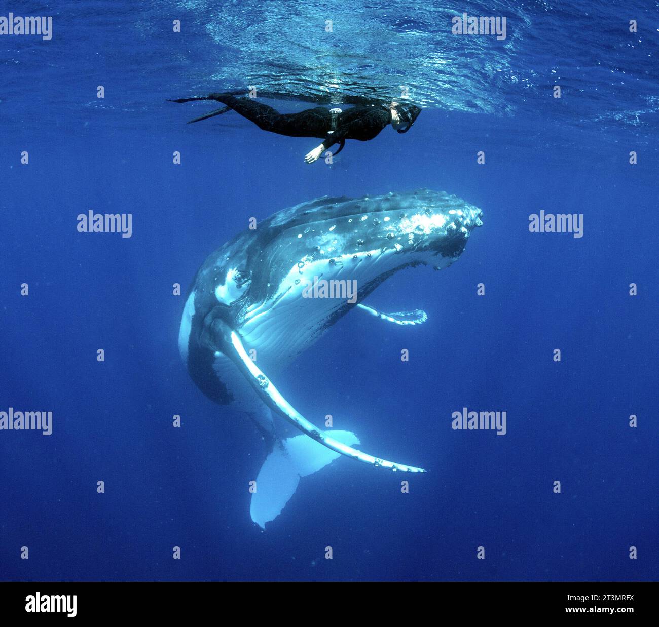 Whale and the diver SOUTH PACIFIC OCEAN THIS DIVER was astonished when ...