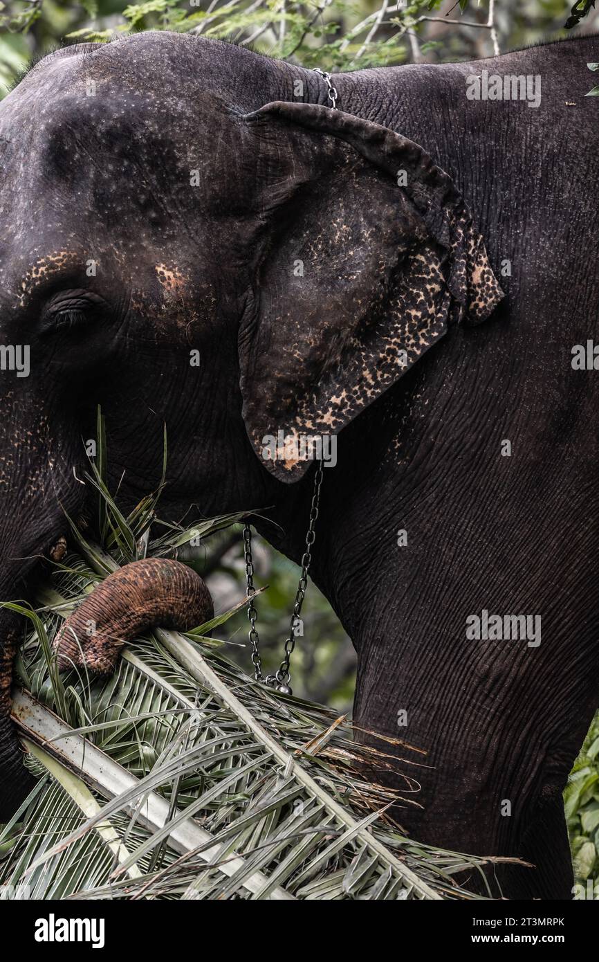 The Indian elephant is eating grass in the Asian forest. Gray skin of ...
