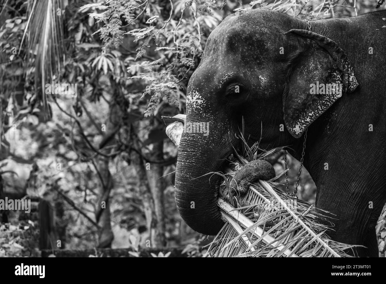 The Indian elephant is eating grass in the Asian forest. Gray skin of ...
