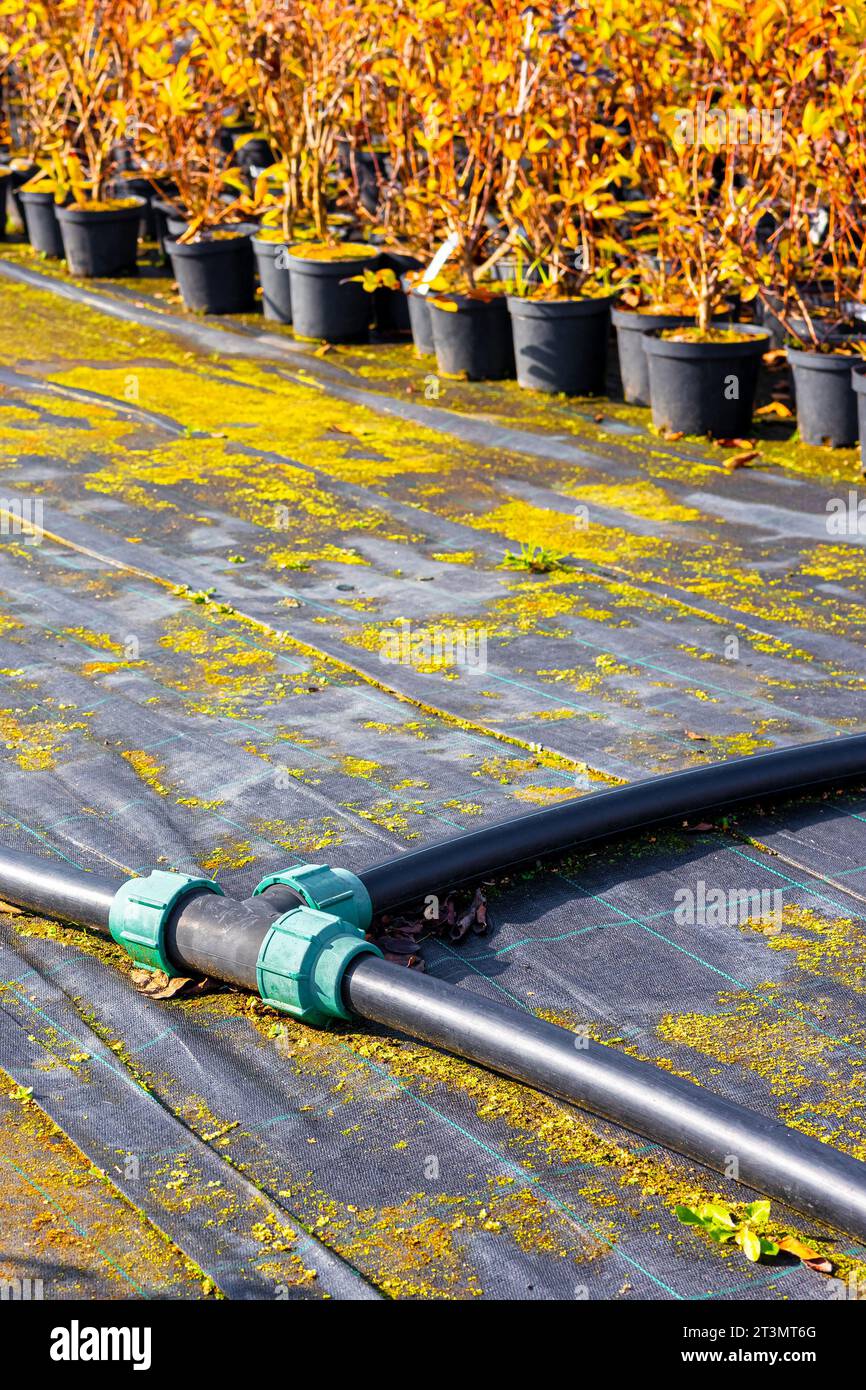 watering system in an outdoor plant nursery. water supply in plant ...