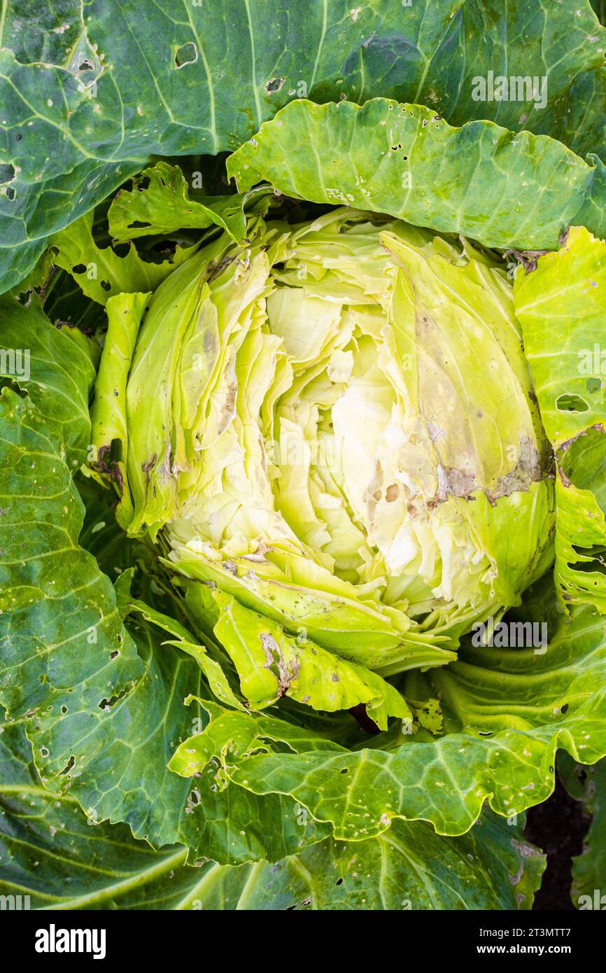 bursting head of fresh cabbage growing in the garden. overripe cabbage ...