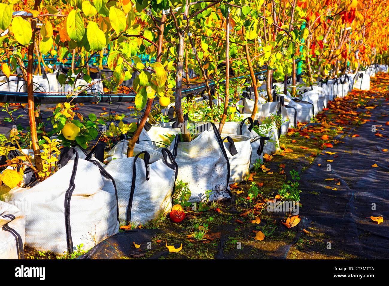 young apple tree in a plant nursery. breeding and growing apple trees ...
