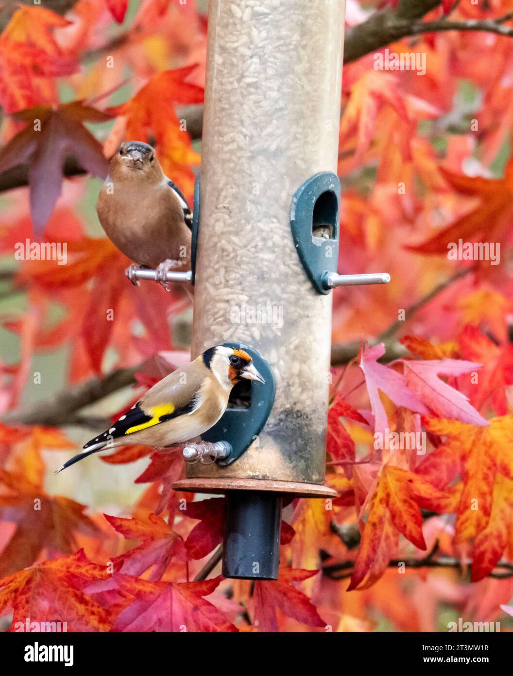 Goldfinch carduelis in liquedamber tree hi-res stock photography and ...