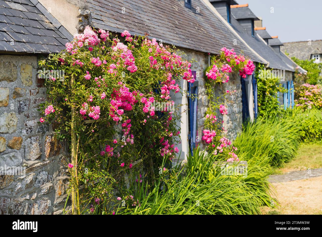 Typical, picturesque stone houses covered with rose tendrils in ...