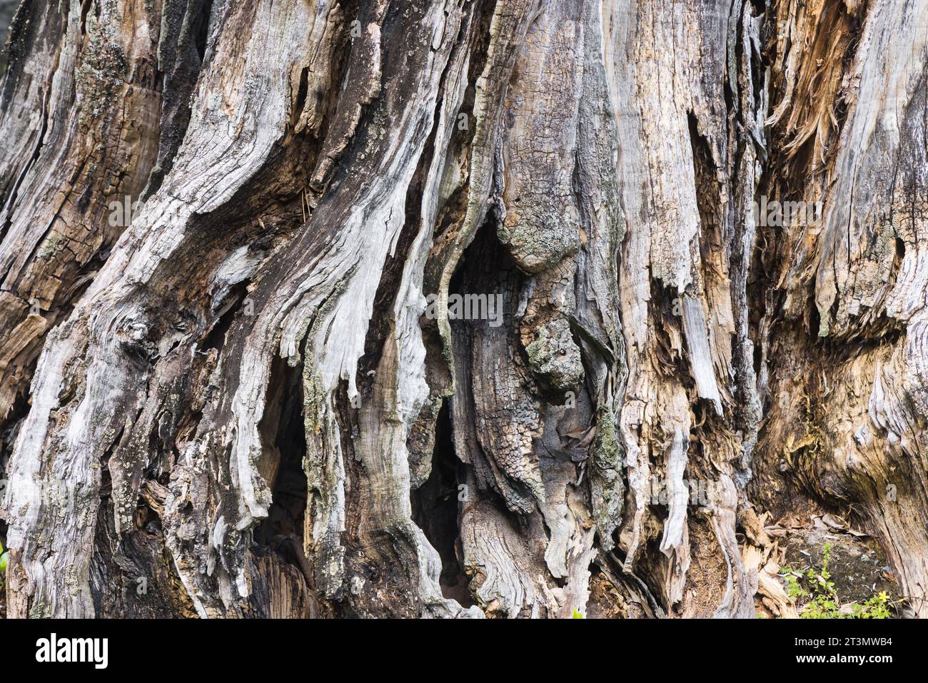 picture of a withered old tree trunk for background textures Stock ...