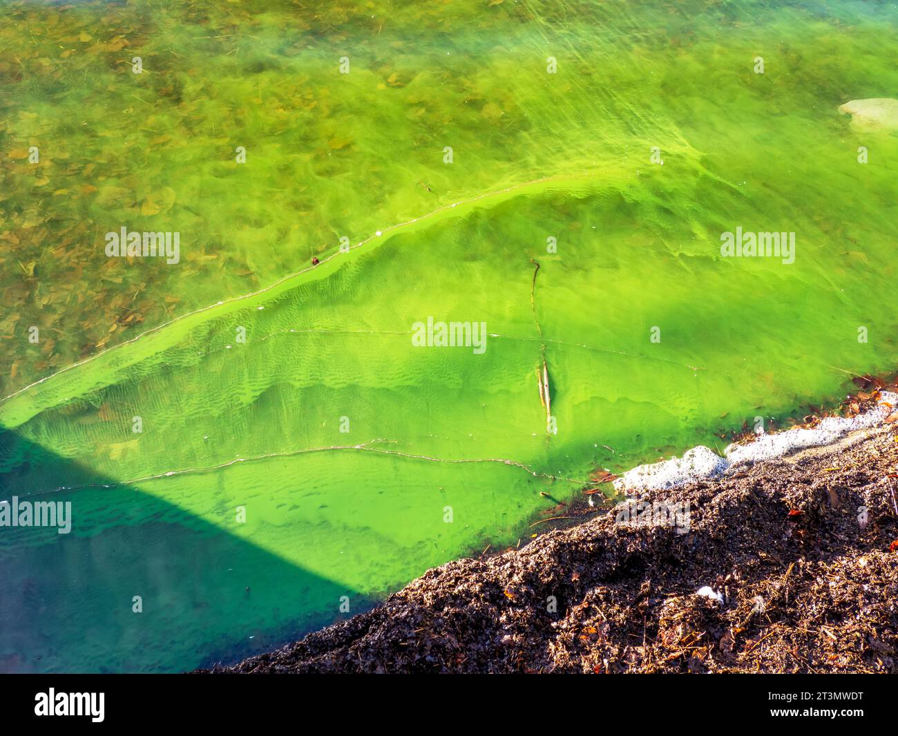 Blue Green Algae at the head of Lake Windermere, Ambleside Lake ...
