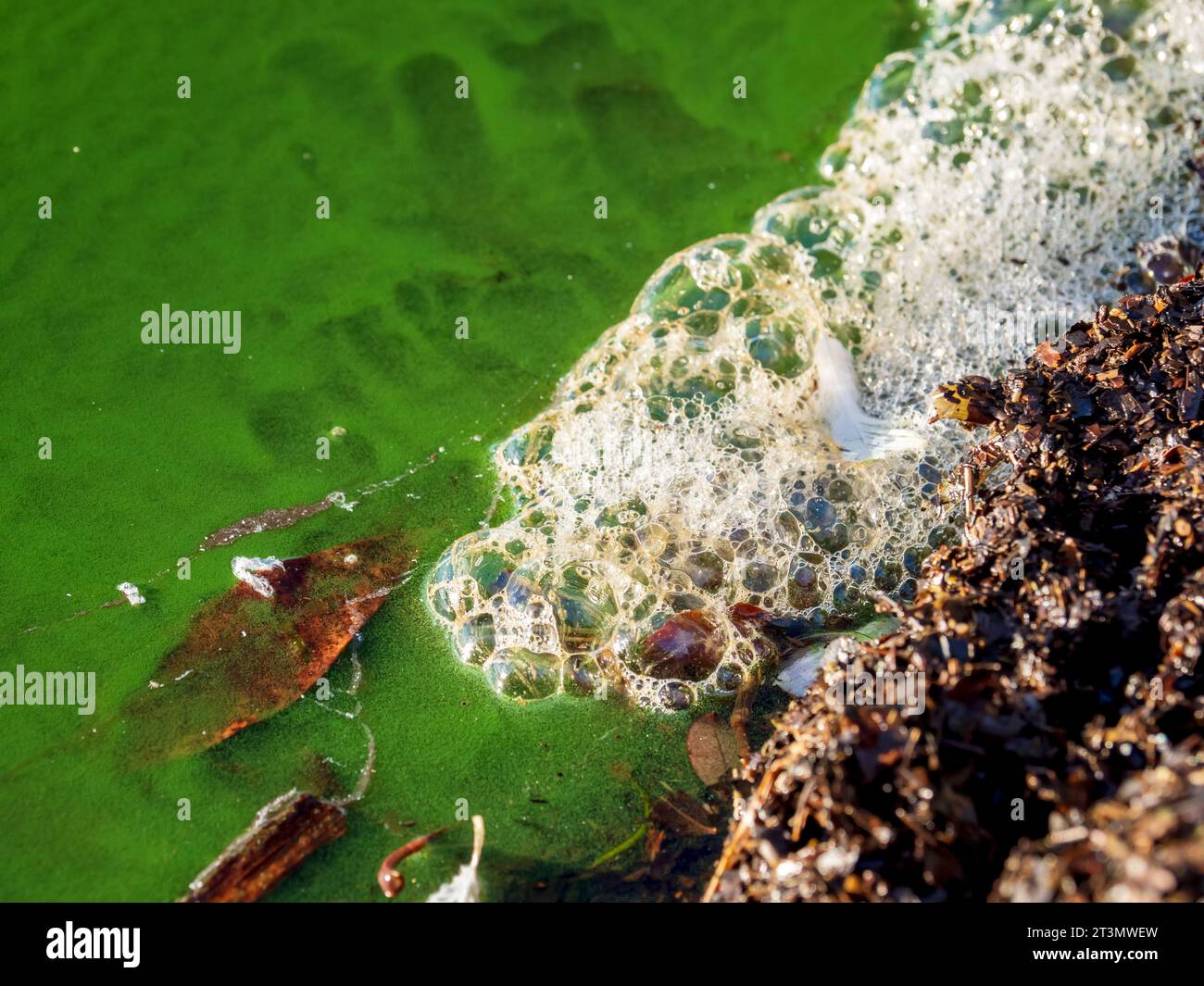 Blue Green Algae at the head of Lake Windermere, Ambleside Lake ...