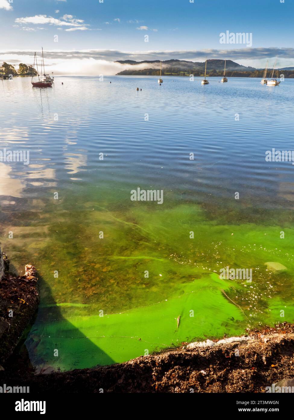 Blue Green Algae at the head of Lake Windermere, Ambleside Lake ...