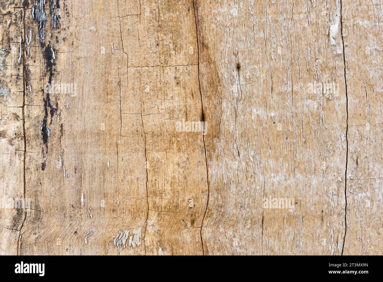 picture of a withered old tree trunk for background textures Stock ...
