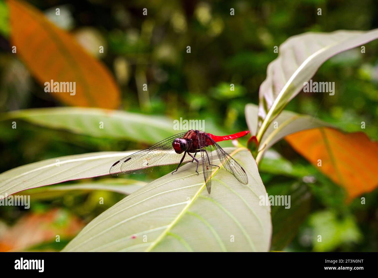 Dragonfly in the jungle hi-res stock photography and images - Alamy
