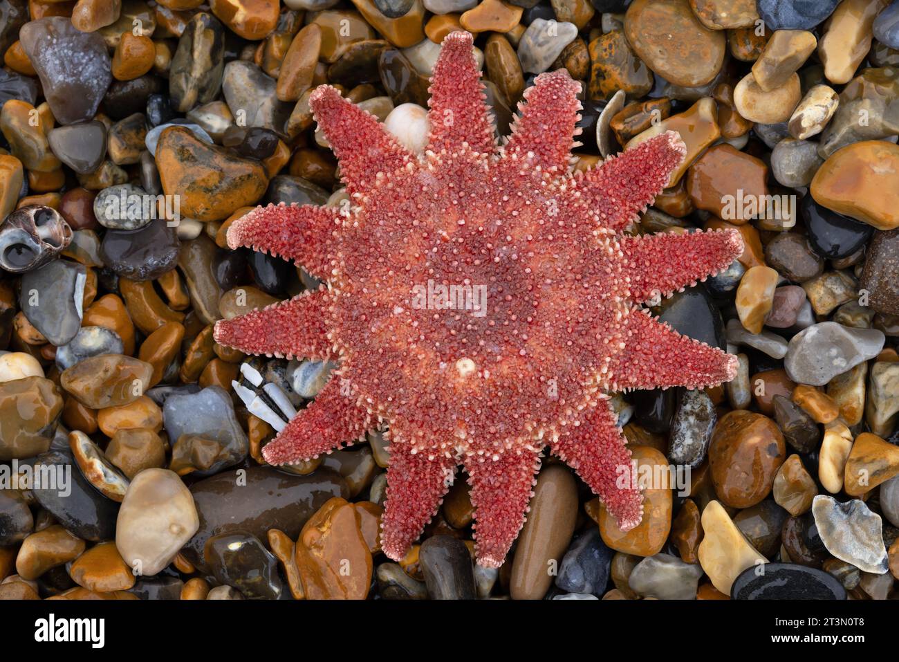 Common Sunstar (Crossaster papposus) dead Norfolk October 2023 Stock ...