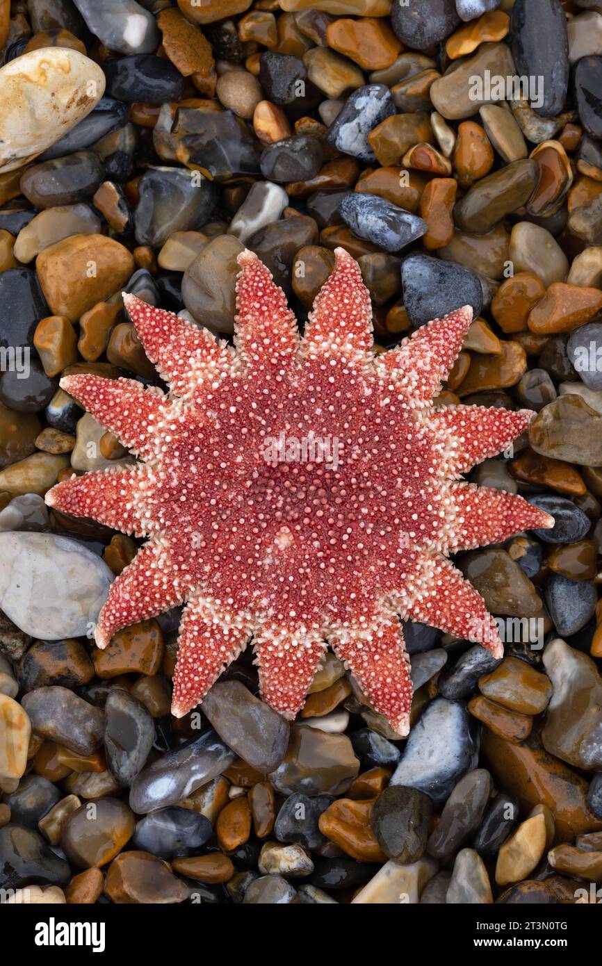 Common Sunstar (Crossaster papposus) dead Norfolk October 2023 Stock ...