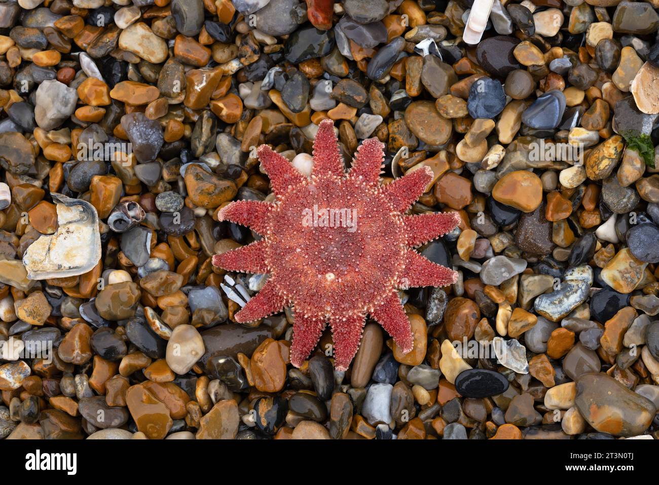 Common Sunstar (Crossaster papposus) dead Norfolk October 2023 Stock ...