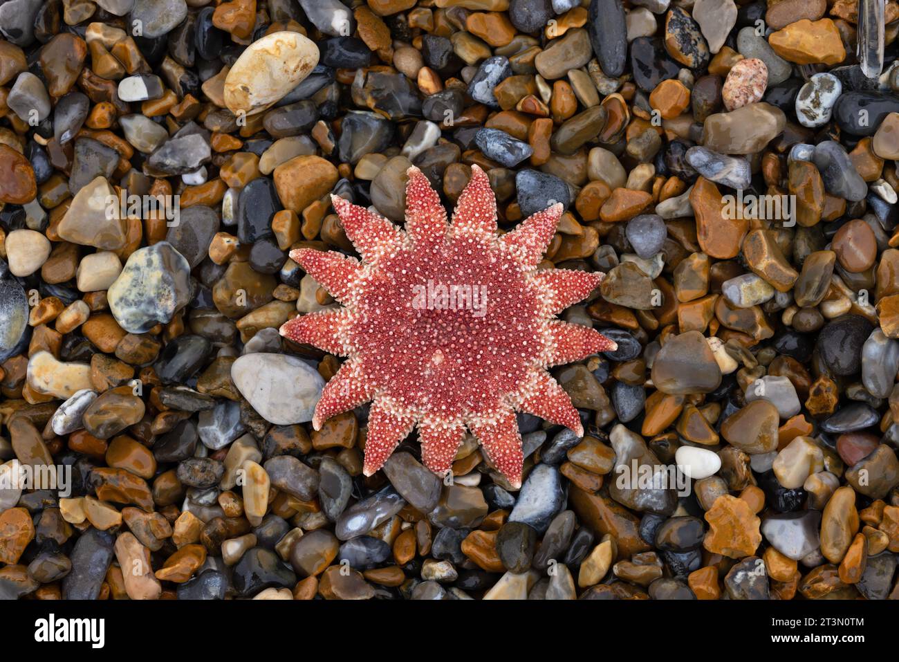 Common Sunstar (Crossaster papposus) dead Norfolk October 2023 Stock ...