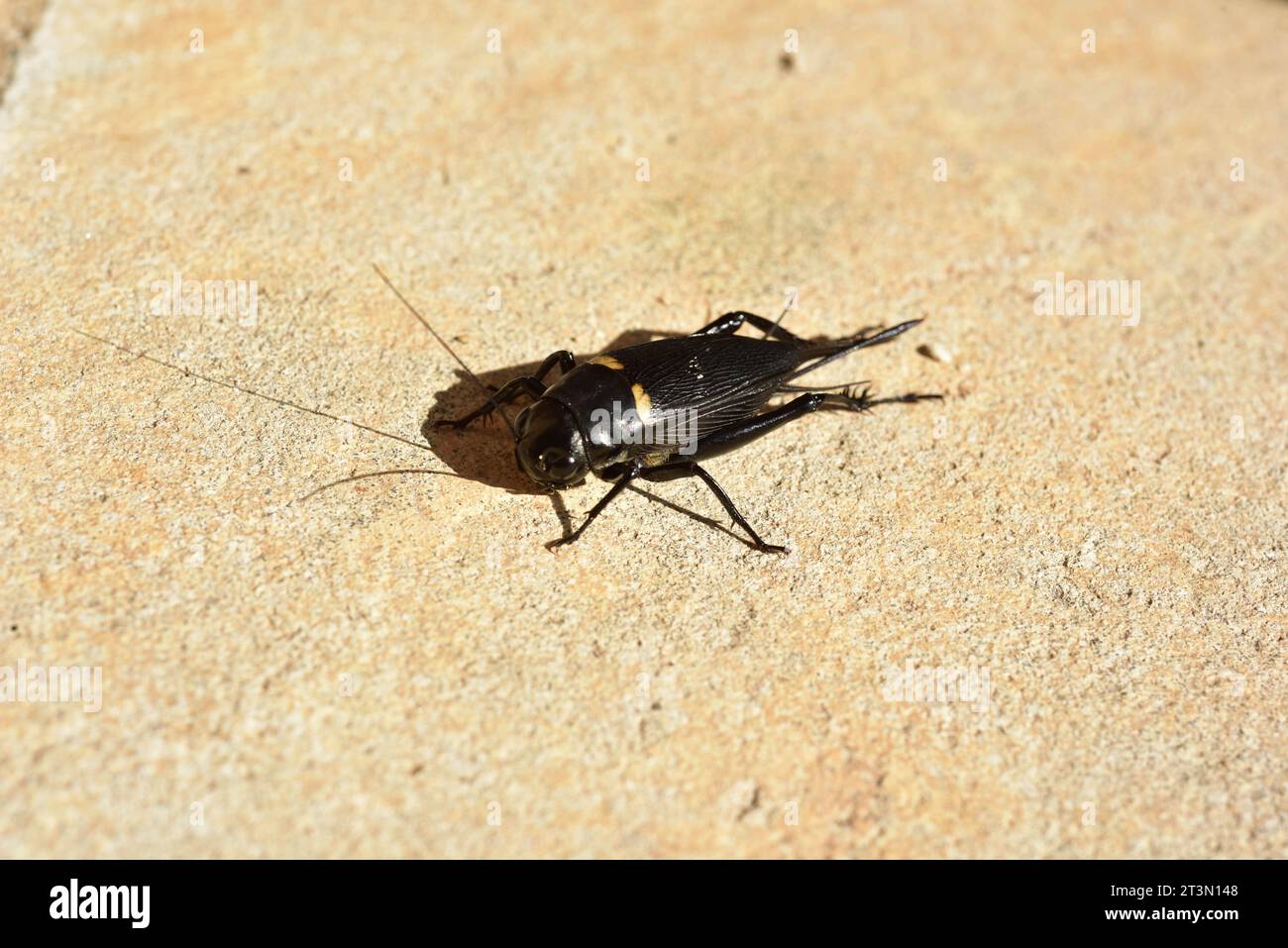 Chirping insect hi-res stock photography and images - Alamy
