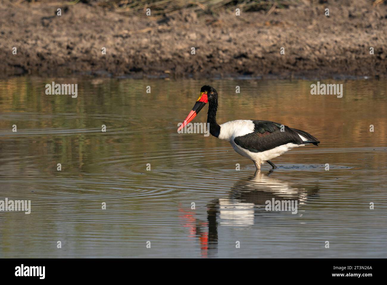 Fishing the okavango hi-res stock photography and images - Alamy